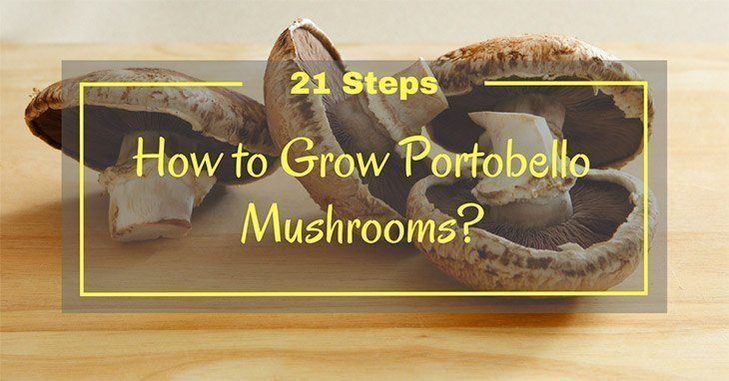 How To Grow Portobello Mushrooms: 21 Steps Very Easily To Do That